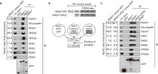 A global analysis of SNX27–retromer assembly and cargo specificity ...