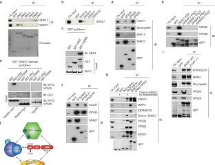 A global analysis of SNX27–retromer assembly and cargo specificity ...