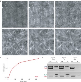 The bacterial cell division proteins FtsA and FtsZ self-organize into ...