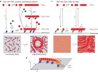 The bacterial cell division proteins FtsA and FtsZ self-organize into dynamic cytoskeletal ...