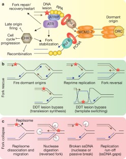 Causes and consequences of replication stress | Nature Cell Biology