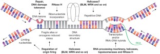 Causes and consequences of replication stress | Nature Cell Biology