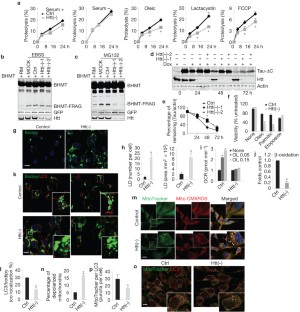 Huntingtin functions as a scaffold for selective macroautophagy ...