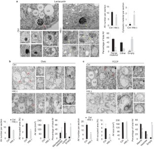 Huntingtin functions as a scaffold for selective macroautophagy ...