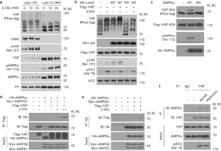 Cellular energy stress induces AMPK-mediated regulation of YAP and the ...