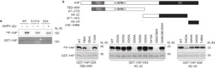 Cellular energy stress induces AMPK-mediated regulation of YAP and the ...