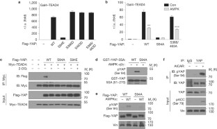 Cellular energy stress induces AMPK-mediated regulation of YAP and the ...