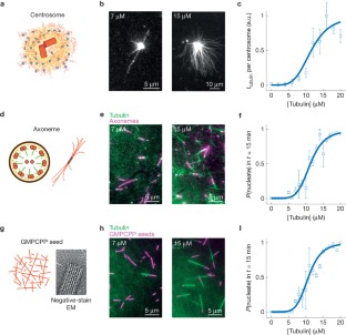 Microtubule-associated proteins control the kinetics of microtubule ...