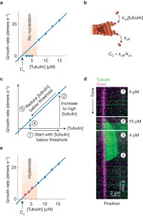 Microtubule-associated proteins control the kinetics of microtubule ...