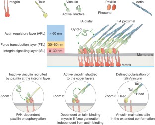 Super-resolution links vinculin localization to function in focal ...