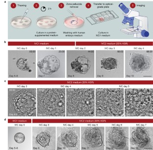 Self-organization of the human embryo in the absence of maternal ...