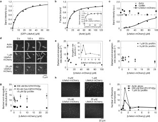 Avoiding artefacts when counting polymerized actin in live cells with ...