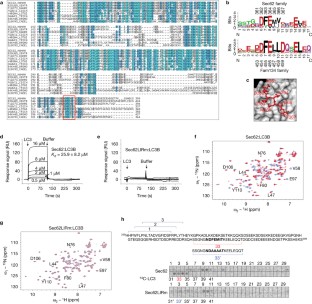 Translocon component Sec62 acts in endoplasmic reticulum turnover ...