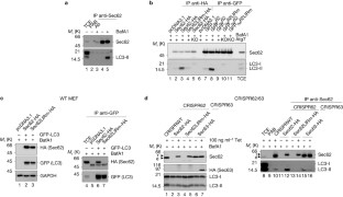 Translocon component Sec62 acts in endoplasmic reticulum turnover ...