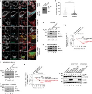Translocon component Sec62 acts in endoplasmic reticulum turnover ...