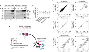 Translocon component Sec62 acts in endoplasmic reticulum turnover ...