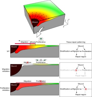 Tissue-scale coordination of cellular behaviour promotes epidermal ...