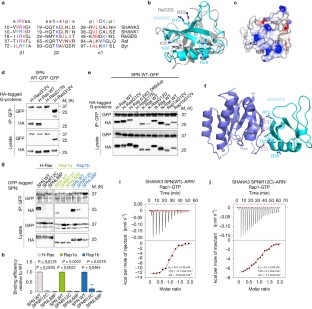 SHANK proteins limit integrin activation by directly interacting with ...