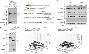 PARL mediates Smac proteolytic maturation in mitochondria to promote ...