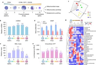 Regulation of mitochondrial biogenesis in erythropoiesis by mTORC1 ...