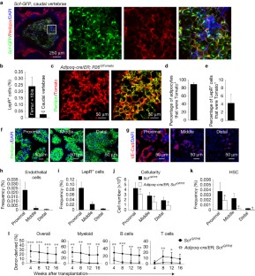 Bone marrow adipocytes promote the regeneration of stem cells and ...