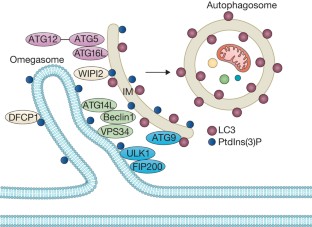 Organelle biogenesis in the endoplasmic reticulum | Nature Cell Biology