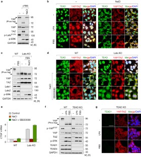 Regulation of Hippo pathway transcription factor TEAD by p38 MAPK ...