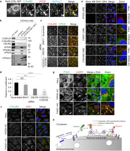 Retriever is a multiprotein complex for retromer-independent endosomal ...