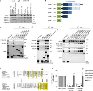 Retriever is a multiprotein complex for retromer-independent endosomal ...