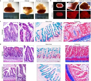 Synthetic hydrogels for human intestinal organoid generation and ...