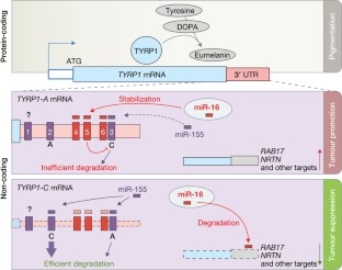 TYRP1 mRNA goes fishing for miRNAs in melanoma | Nature Cell Biology