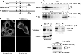 Polycystin-2 is an intracellular calcium release channel | Nature Cell ...