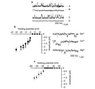 Polycystin-2 is an intracellular calcium release channel | Nature Cell ...