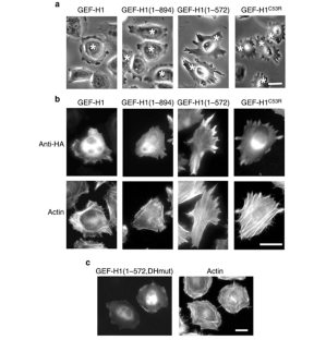 Nucleotide exchange factor GEF-H1 mediates cross-talk between ...