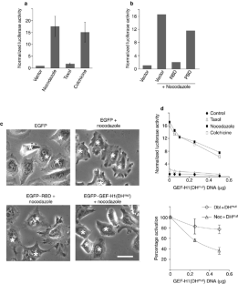 Nucleotide exchange factor GEF-H1 mediates cross-talk between ...