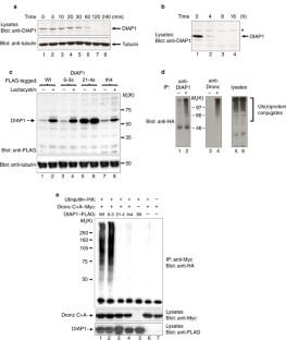 The DIAP1 RING finger mediates ubiquitination of Dronc and is ...