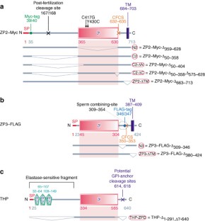The ZP domain is a conserved module for polymerization of extracellular ...