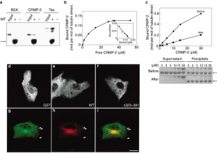 CRMP-2 binds to tubulin heterodimers to promote microtubule assembly ...