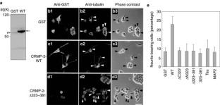 CRMP-2 binds to tubulin heterodimers to promote microtubule assembly ...