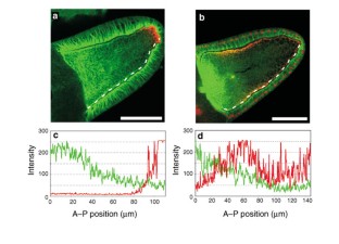 Kinesin I-dependent cortical exclusion restricts pole plasm to the ...
