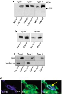 Regulation of calcium signals in the nucleus by a nucleoplasmic ...