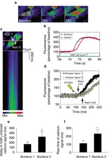 Regulation of calcium signals in the nucleus by a nucleoplasmic ...