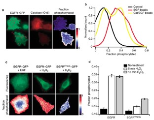 EGFR activation coupled to inhibition of tyrosine phosphatases causes ...