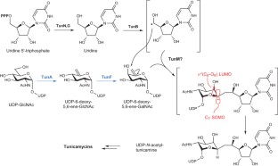 Biosynthesis of the tunicamycin antibiotics proceeds via unique exo ...