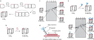 Site-specific positioning of dendritic alkyl chains on DNA cages ...