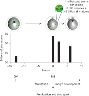 Quantitative mapping of zinc fluxes in the mammalian egg reveals the ...