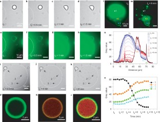 Predatory behaviour in synthetic protocell communities | Nature Chemistry