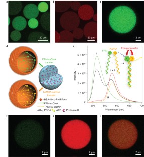 Predatory behaviour in synthetic protocell communities | Nature Chemistry