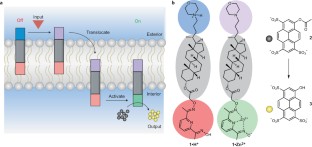 Controlled membrane translocation provides a mechanism for signal ...