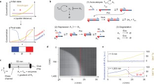 Synthesis and materialization of a reaction–diffusion French flag ...